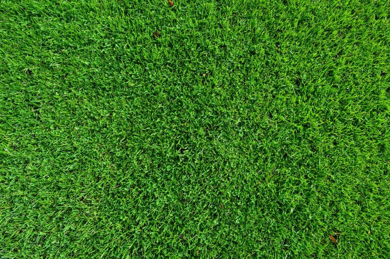 What Is Spoon Feeding Lawn? | Baton Rouge Sod