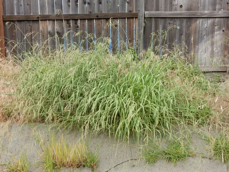 Dallisgrass Weed Control: How To Get Rid of Dallisgrass