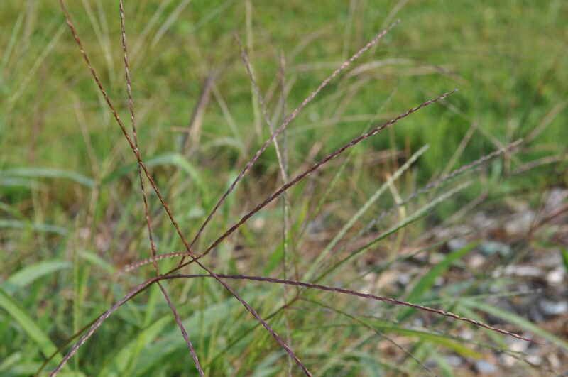 Dallisgrass Weed Control: How To Get Rid of Dallisgrass