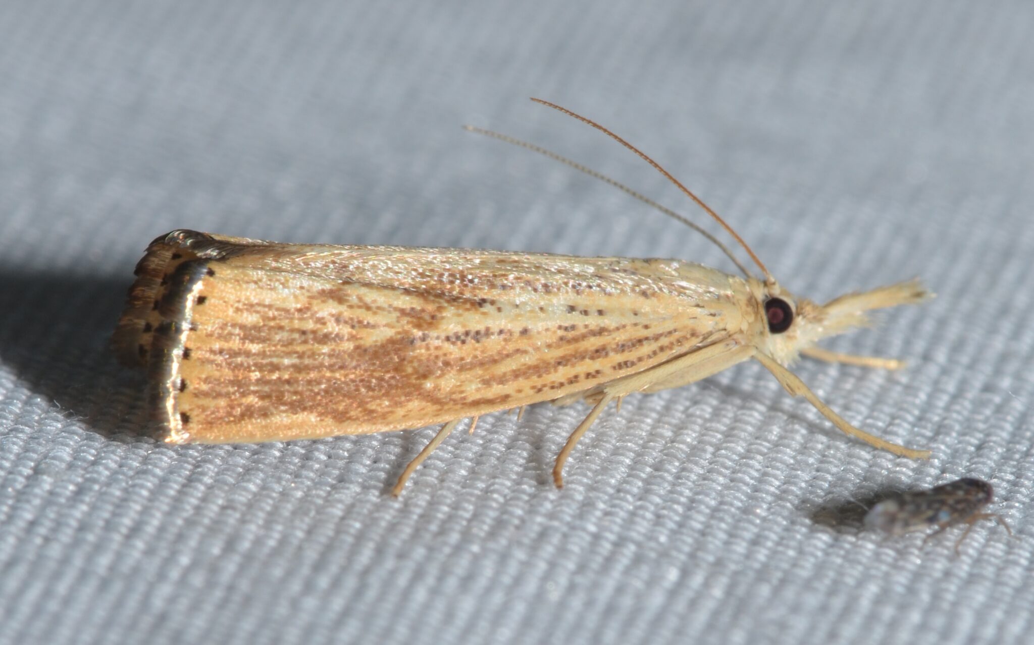 Sod Webworm Treatment | How To Get Rid Of Sod Webworms