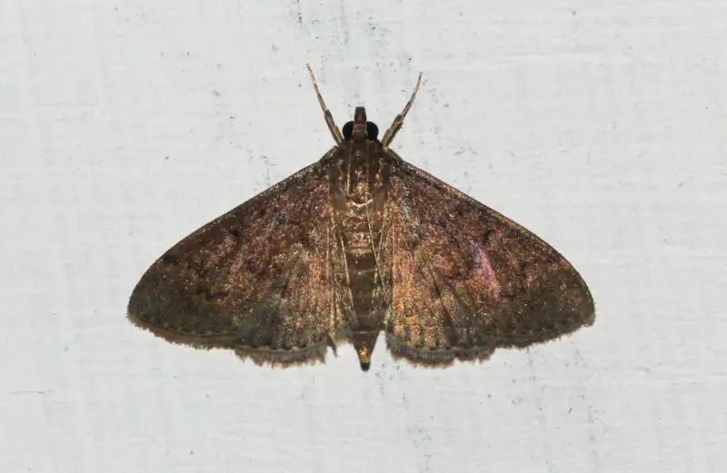 Sod Webworm Treatment | How To Get Rid Of Sod Webworms