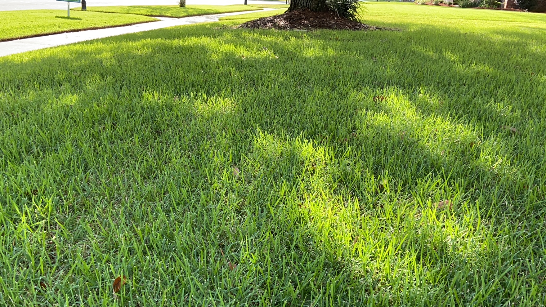 Best Grass For Shade | Shade Tolerant Grasses | Baton Rouge Sod