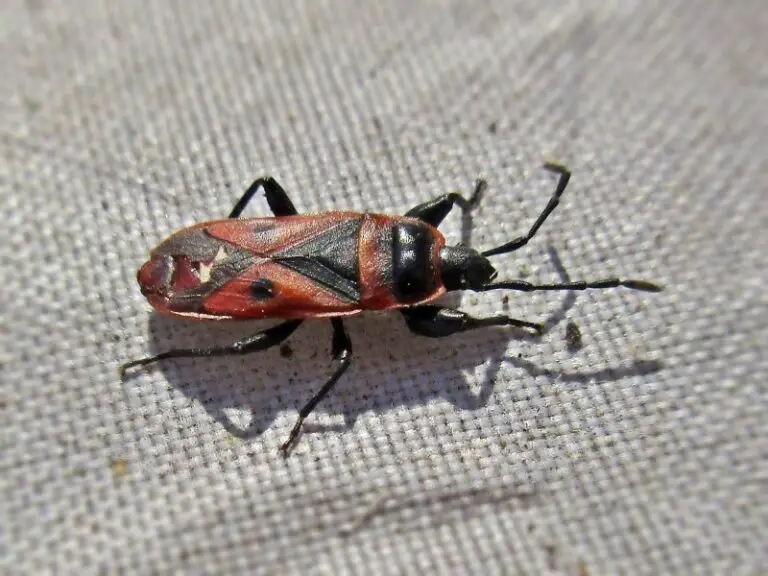 Chinch bug treatment: How To Get Rid Of Chinch Bugs