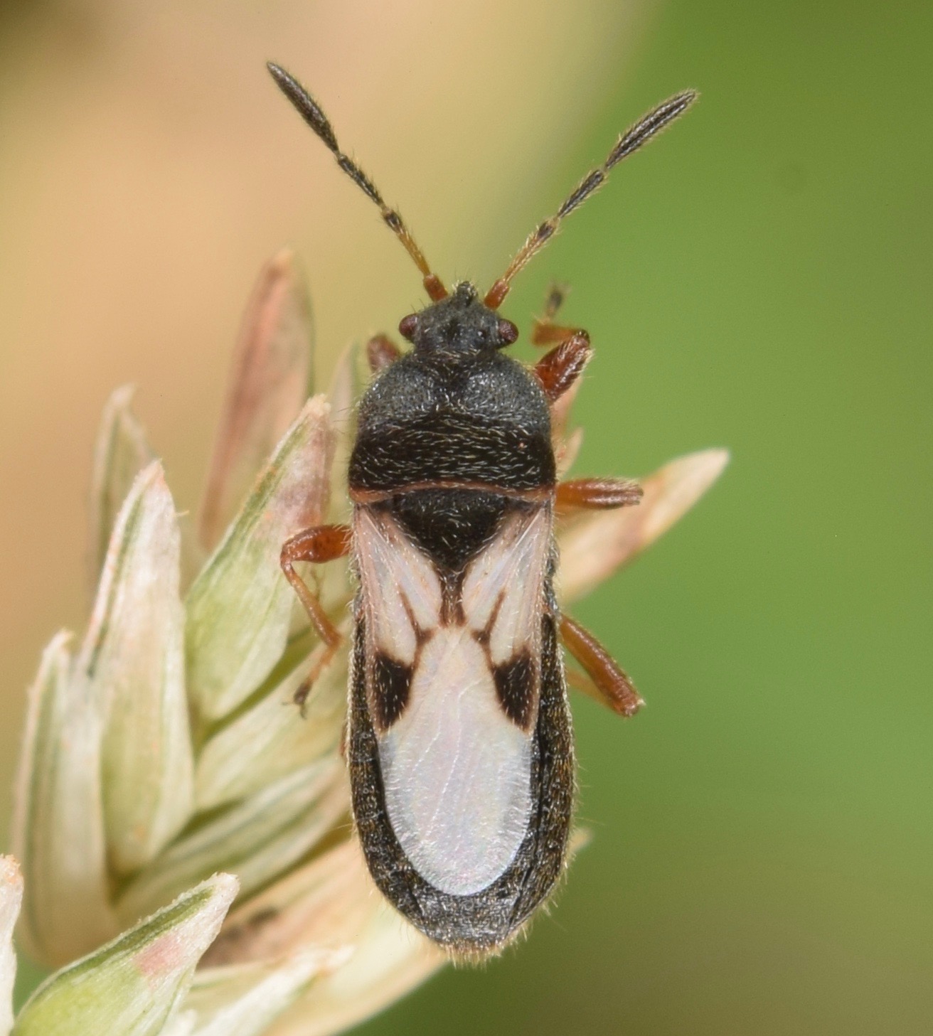 Chinch bug treatment: How To Get Rid Of Chinch Bugs | Baton Rouge Sod