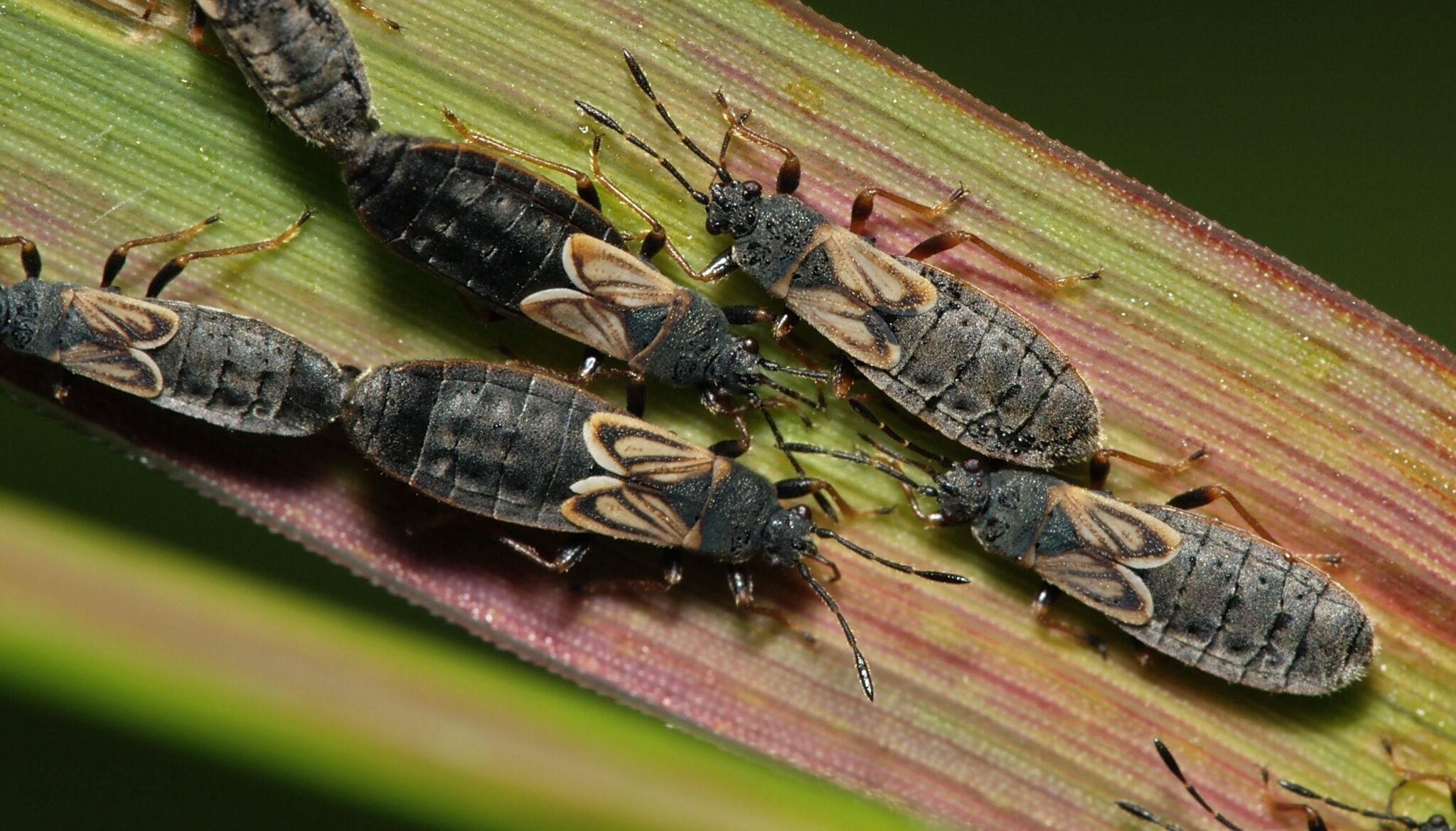 Chinch bug treatment: How To Get Rid Of Chinch Bugs