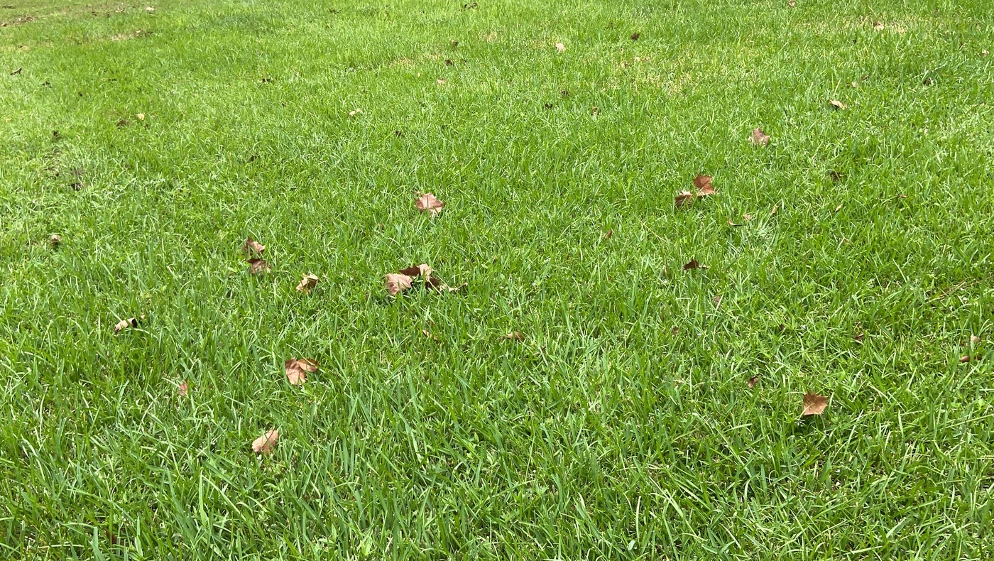 Centipede Grass Identification: What Does Centipede Grass Look Like?