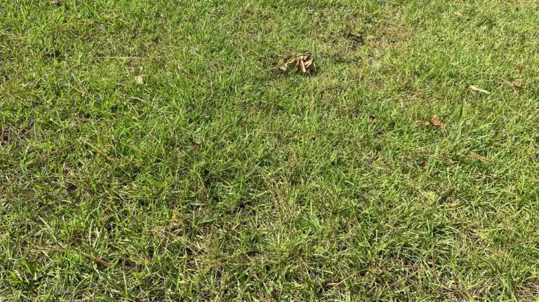 Centipede Grass Identification: What Does Centipede Grass Look Like?