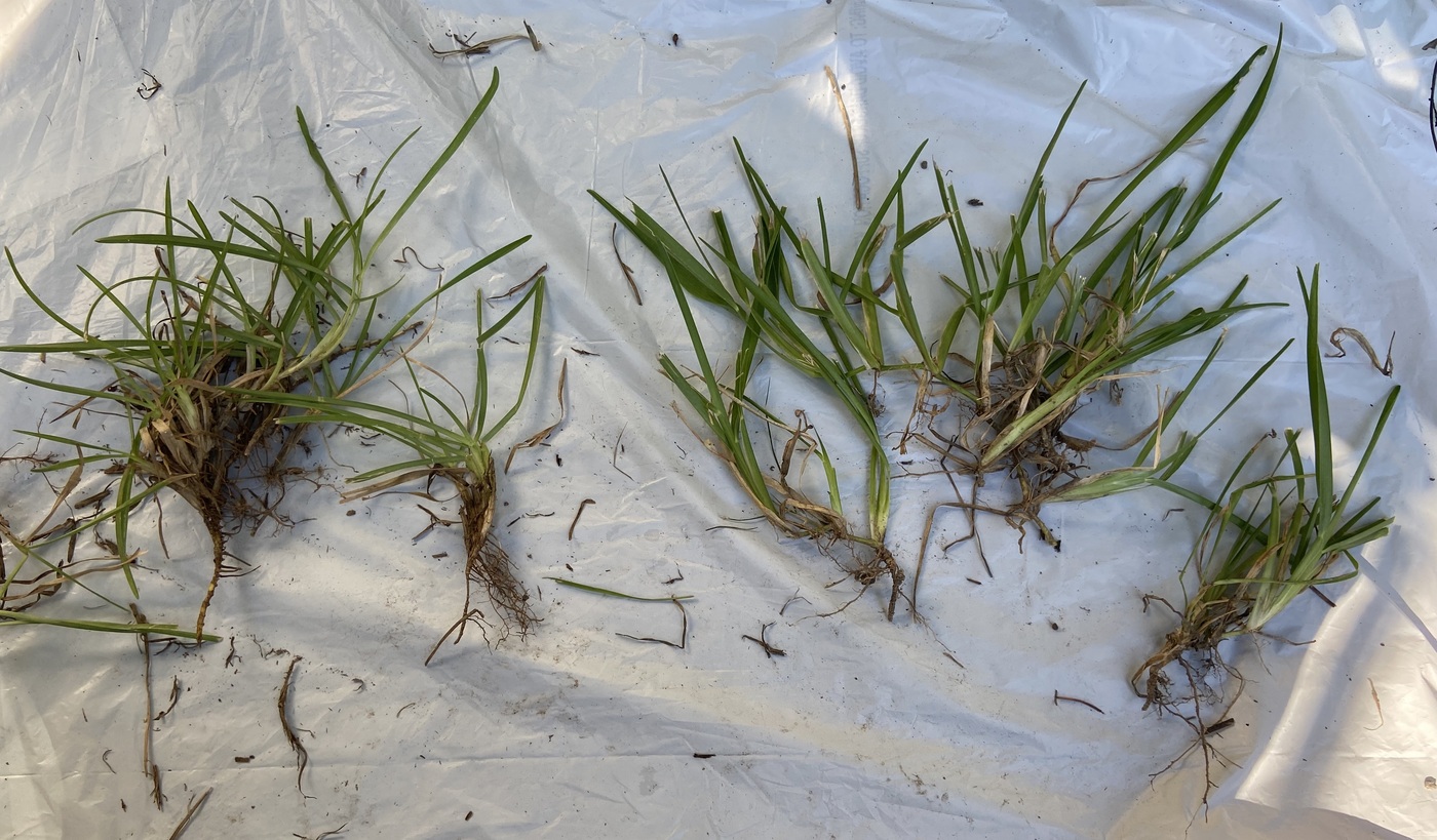 Centipede Grass Identification: What Does Centipede Grass Look Like?