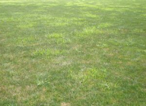 Nutsedge Identification and Treatment: Get Rid Of Nutsedge In Your Lawn