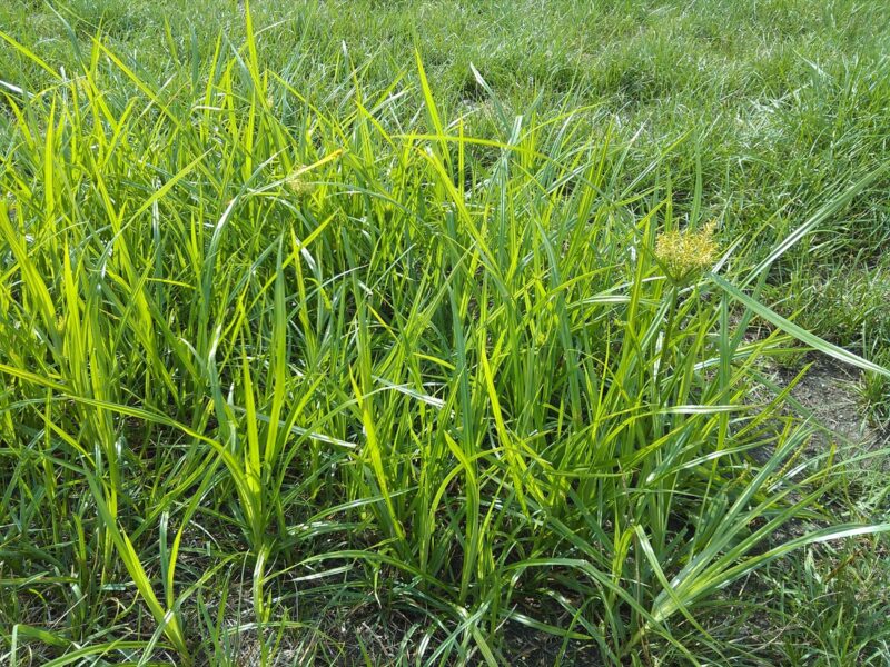 Nutsedge Identification and Treatment: Get Rid Of Nutsedge In Your Law ...