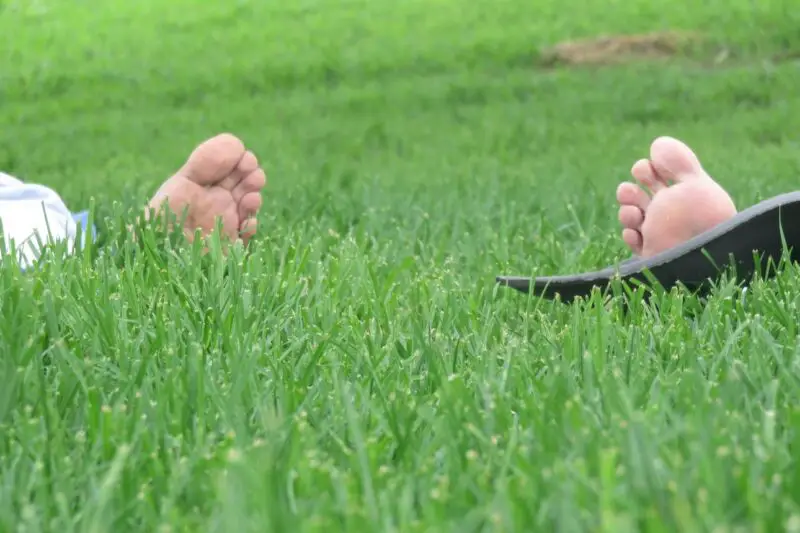 ProVista St. Augustine Grass Sod