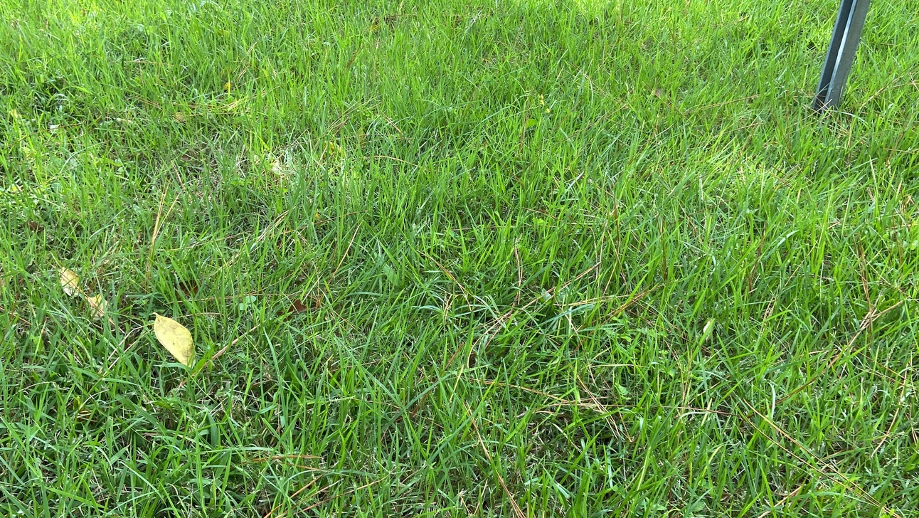 Centipede Grass Identification: What Does Centipede Grass Look Like ...