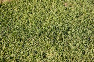 What Does Bermuda Grass Look like? Bermuda Grass Identification | Baton ...