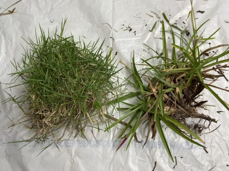 What Does Bermuda Grass Look like? Bermuda Grass Identification