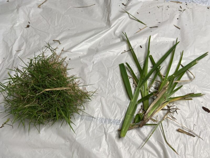 What Does Bermuda Grass Look like? Bermuda Grass Identification | Baton ...