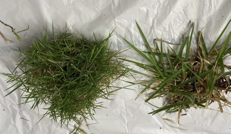 What Does Bermuda Grass Look like? Bermuda Grass Identification
